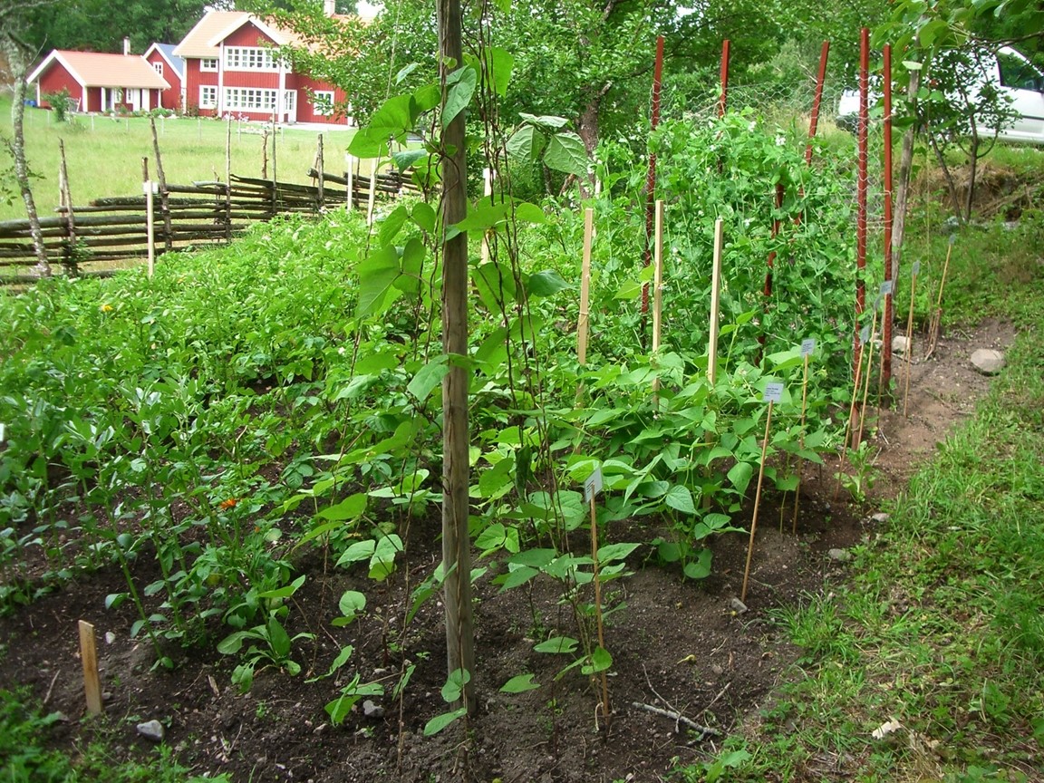 Plantering vid Vårdnäs hembygdsgård - Riksförbundet Svensk Trädgård