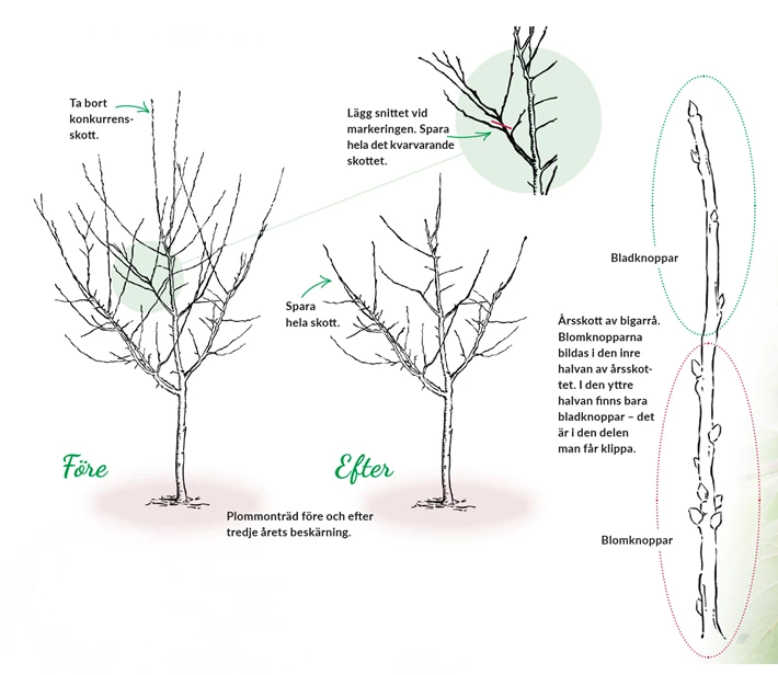 Beskärning av Prunus - Riksförbundet Svensk Trädgård