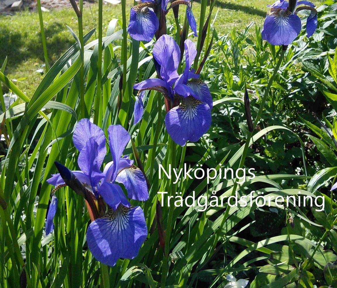 Föredrag med Jan Gustafsson från Fågelföreningen Tärnan - Riksförbundet ...