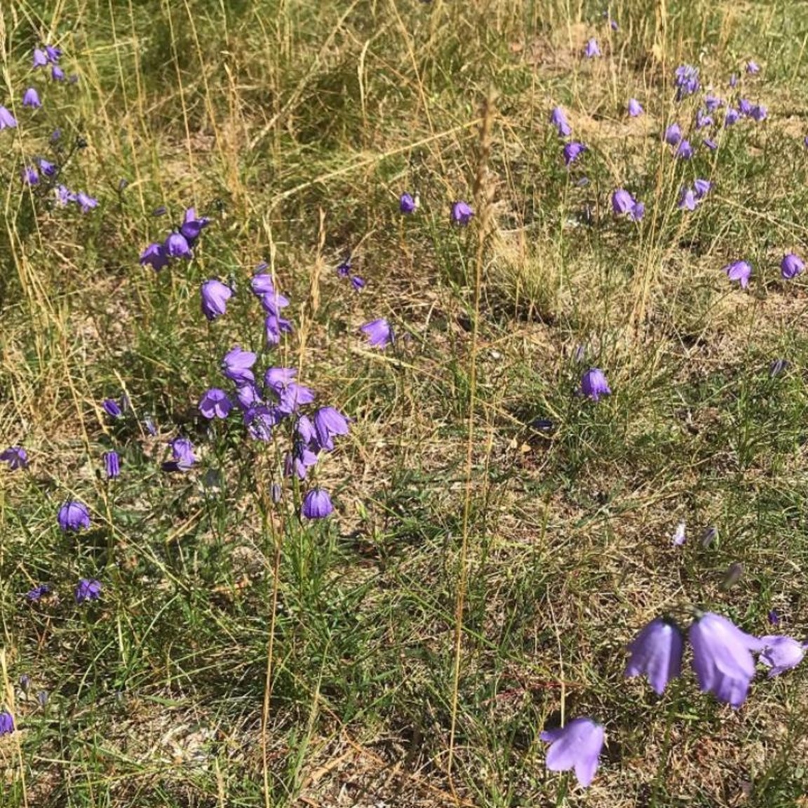 Under syrenen - Riksförbundet Svensk Trädgård