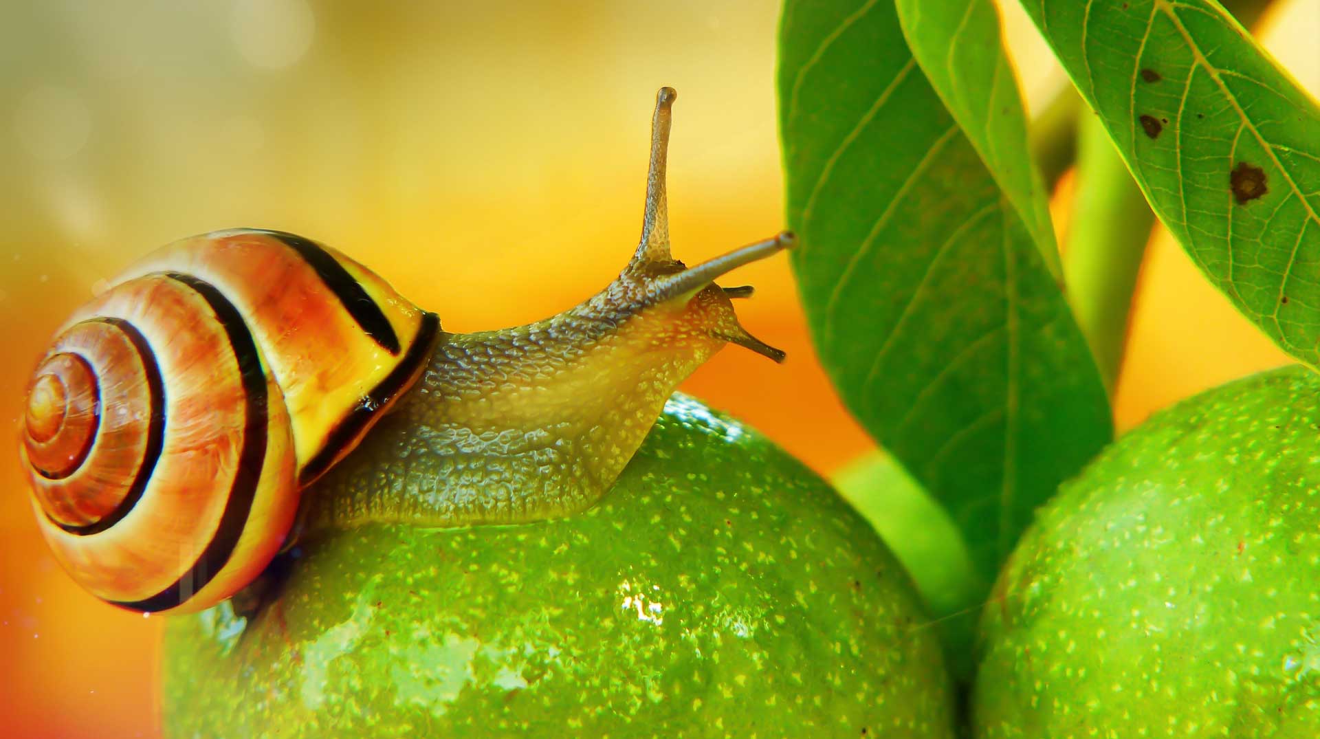 Sniglar - Riksförbundet Svensk Trädgård
