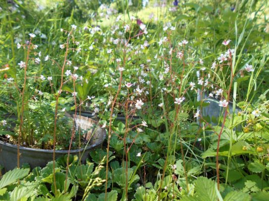 Nyöstertorpet - Trädgårdssverige - Riksförbundet Svensk Trädgård