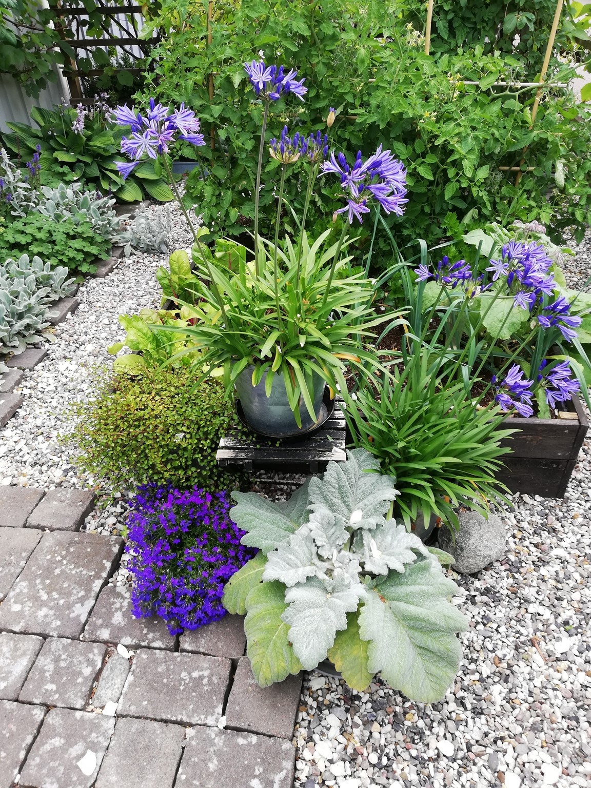 Liten radhus-trädgård med stort innehåll. - Riksförbundet Svensk Trädgård