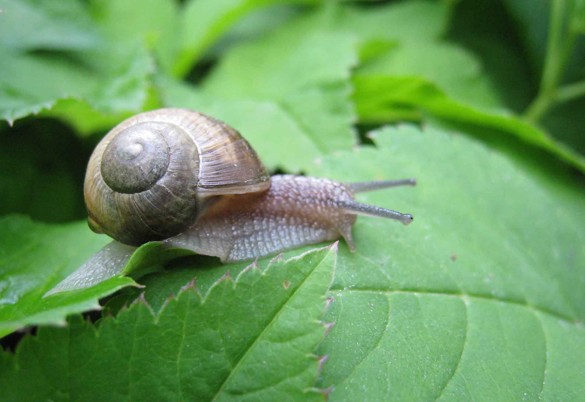 Sniglar, mördarsniglar och snäckor - Riksförbundet Svensk Trädgård