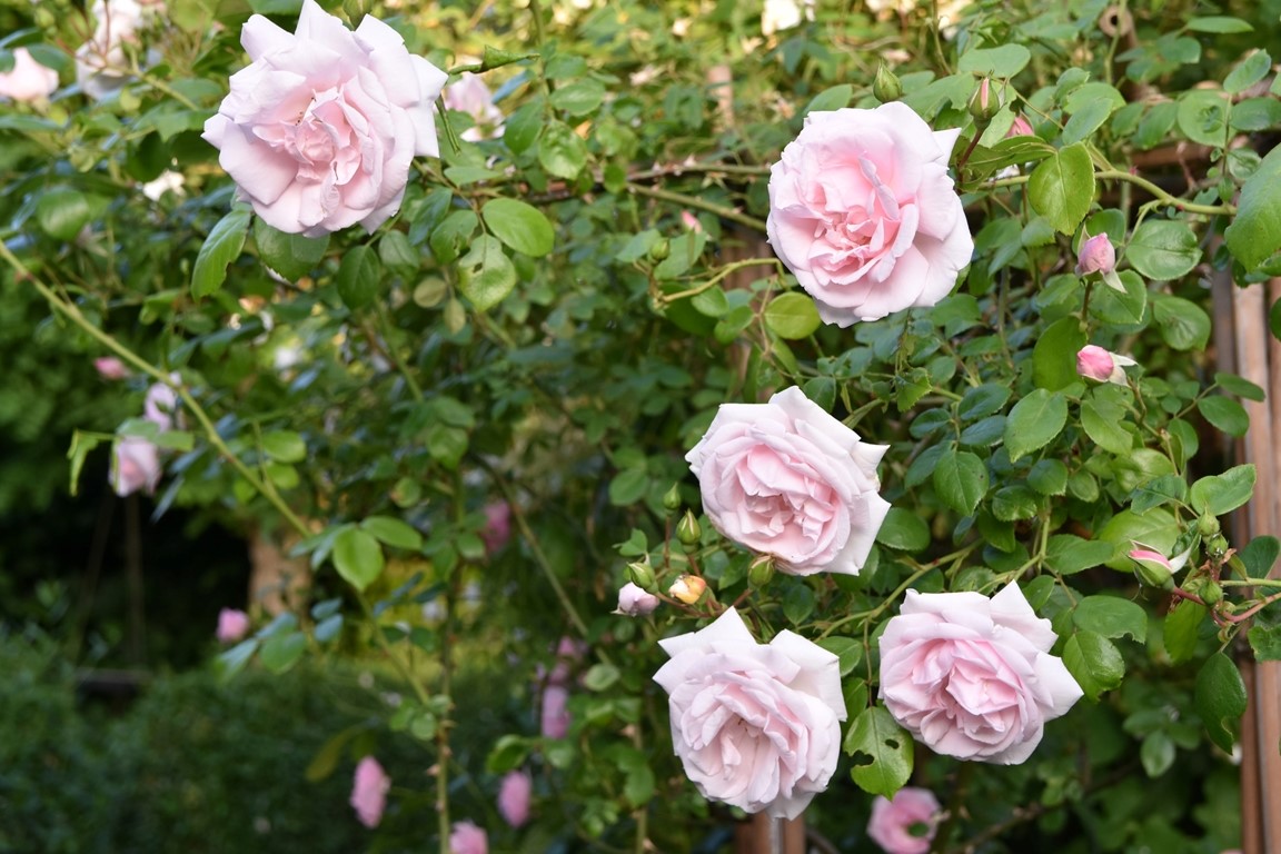 Lindros trädgård - Riksförbundet Svensk Trädgård